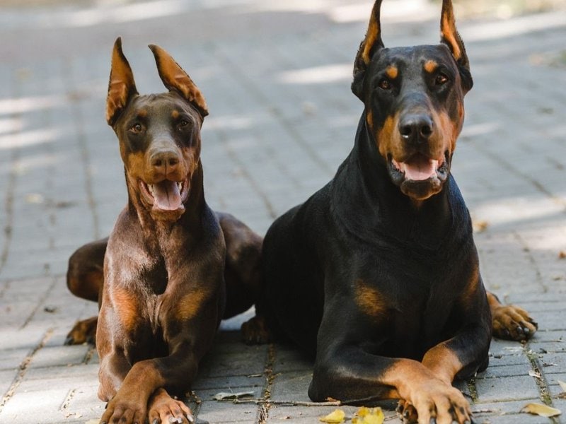 Is A German Hound A Good Pet