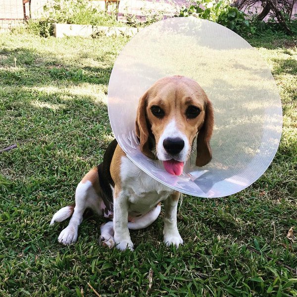 Beagle Lifespan And Its Common Health Issues - The Goody Pet