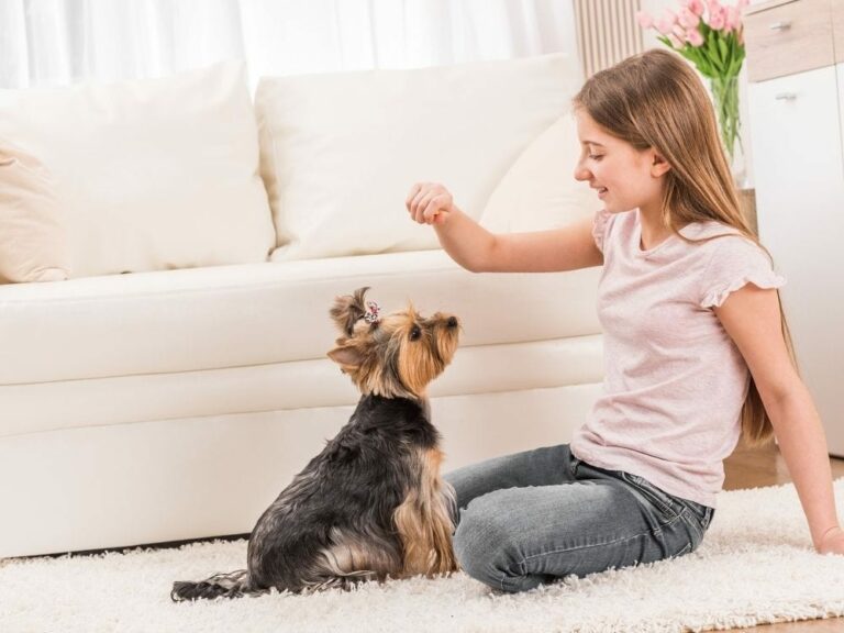 How Do You Train A Yorkie Puppy? Training Tips & Tricks - The Goody Pet