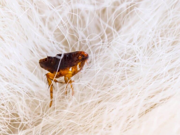 How To Tell If Your Dog Has Fleas? Learn The Signs - The Goody Pet