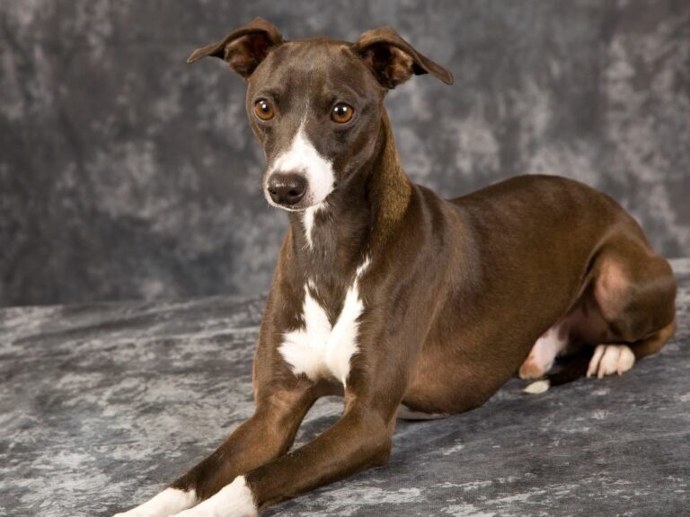 17 Most Popular Italian Dog Breeds - Recognize Them All? - The Goody Pet