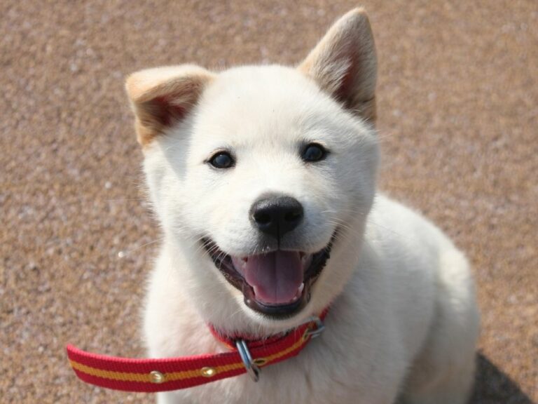 8 Korean Dog Breeds You've (Probably) Never Heard Of - The Goody Pet