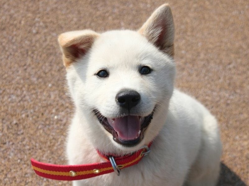 8 Korean Dog Breeds You've (Probably) Never Heard Of - The Goody Pet