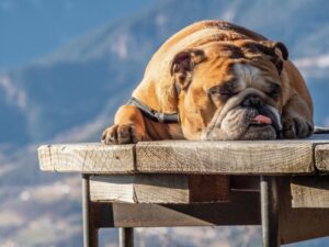 33 of the Laziest Dog Breeds on the Planet - The Goody Pet