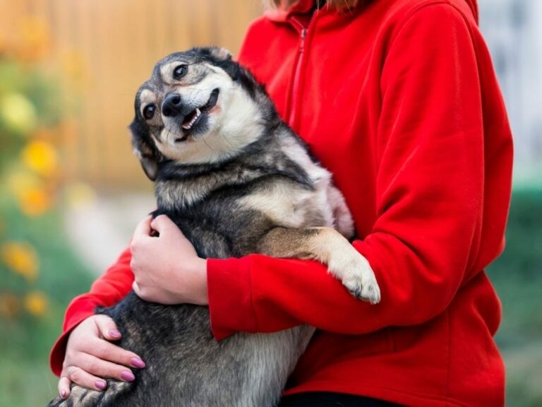 21 Most Affectionate Dog Breeds: Who’s the Cuddliest? - The Goody Pet