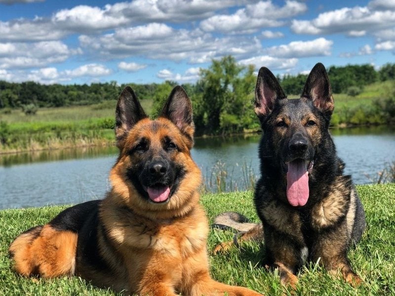 32 Most Trainable Dog Breeds (We Did The Research) - The Goody Pet