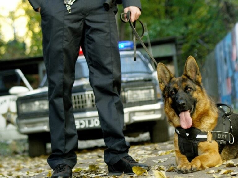 22 Police Dog Breeds That Catch Criminals The Best - The Goody Pet