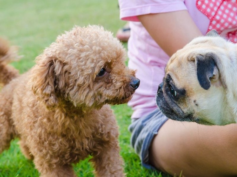 Pugapoo: A Complete Guide To All The Information You Must Know - The ...