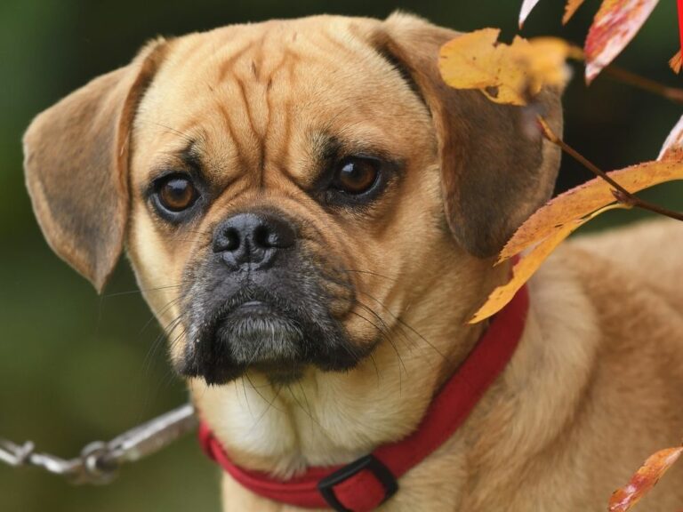 Puggle: A Definitive Complete Guide To This Small Pug Beagle Breed ...