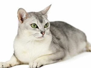 12 Fluffy Cats That Are So Soft, You'll Never Want To Stop Petting Them ...