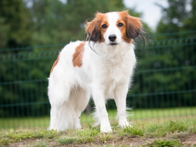 37 SURPRISINGLY Rare Dog Breeds You've Never Heard Of - The Goody Pet