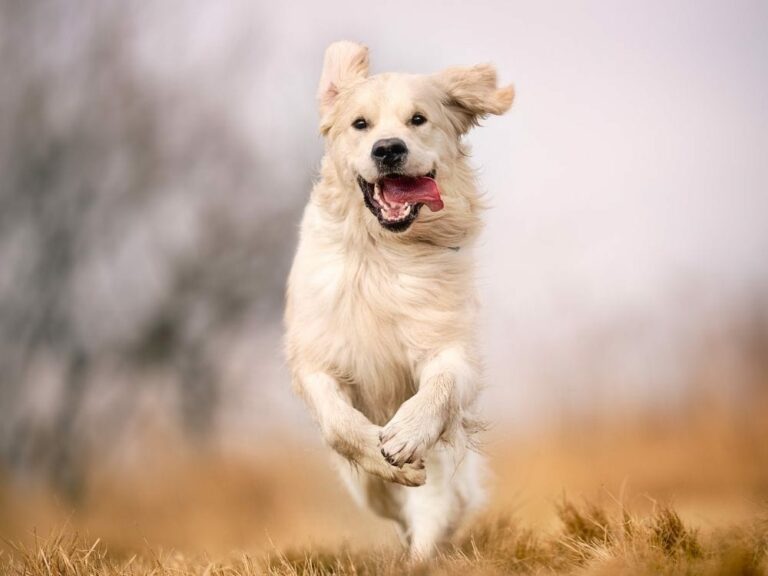 26 Fast Ways To Calm Your Restless Dog [2022: Guide] - The Goody Pet 2022