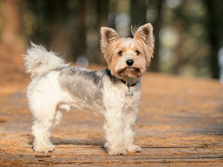 WHOA, Here's 64 Smallest Dog Breeds In The World! - The Goody Pet