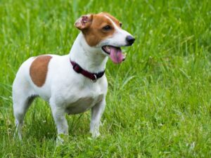 51 Terrier Dog Breeds: Fun Facts About Each One! - The Goody Pet