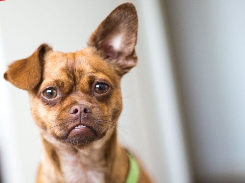 What Is A Chihuahua Pug (Chug Dog) Mix? Learn All About It - The Goody Pet