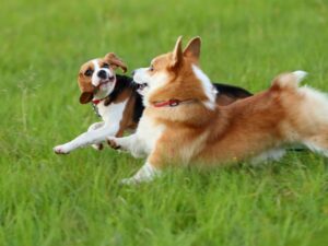 What Is A Corgi Beagle Mix? A Complete Guide To Beagi - The Goody Pet