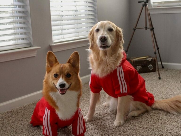 What Is A Corgi Golden Retriever Mix? A Complete Guide - The Goody Pet