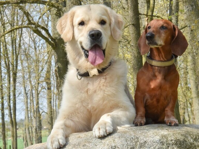 What Is A Golden Retriever Dachshund (Golden Dox) Mix? - The Goody Pet