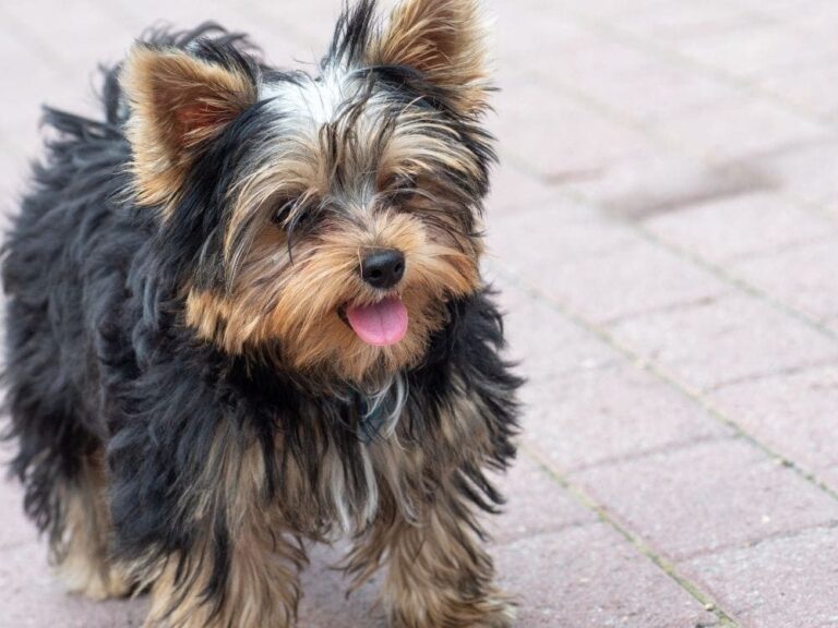 What Kind of Temperament Does A Yorkie Have? Behavior & Personality ...