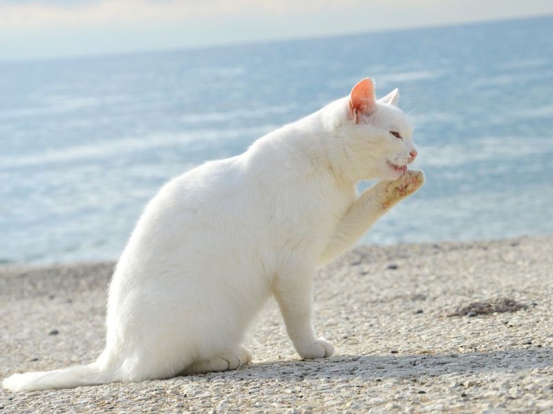 24 Most Expensive Cat Breeds In The World - The Goody Pet