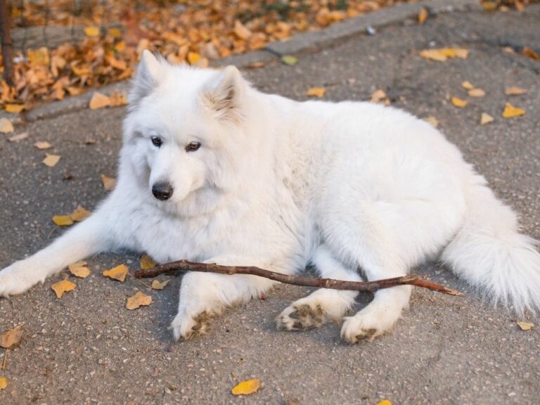 43 ADORABLE Snow White Dog Breeds You'll Fall In Love With - The Goody Pet
