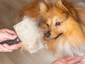 Which Dogs Shed the Most? Top 44 Worst Offenders - The Goody Pet