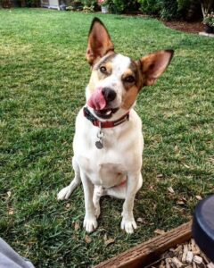 29 Desert Dog Breeds That Can Survive Global Warming - The Goody Pet