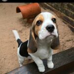 29 Desert Dog Breeds That Can Survive Global Warming - The Goody Pet