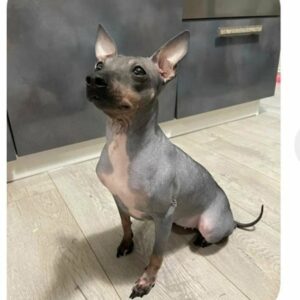 29 Desert Dog Breeds That Can Survive Global Warming - The Goody Pet