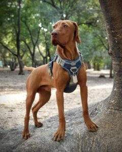 29 Desert Dog Breeds That Can Survive Global Warming - The Goody Pet