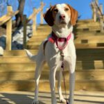 29 Desert Dog Breeds That Can Survive Global Warming - The Goody Pet
