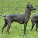 29 Desert Dog Breeds That Can Survive Global Warming - The Goody Pet