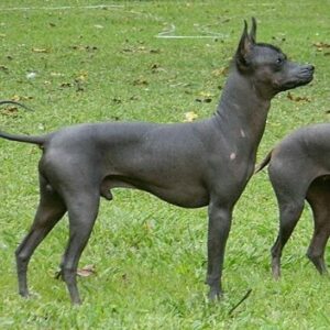 29 Desert Dog Breeds That Can Survive Global Warming - The Goody Pet