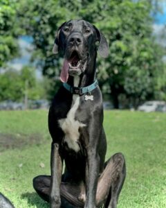 29 Desert Dog Breeds That Can Survive Global Warming - The Goody Pet