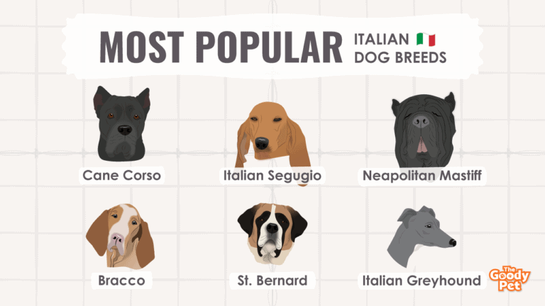 17 Most Popular Italian Dog Breeds - Recognize Them All? - The Goody Pet