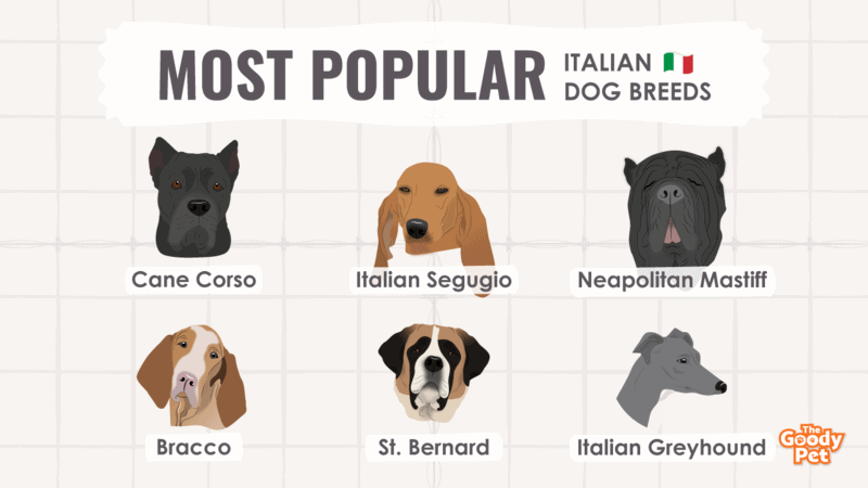 Is The Dogo Sardesco Considered Aggressive