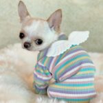 29 Desert Dog Breeds That Can Survive Global Warming - The Goody Pet