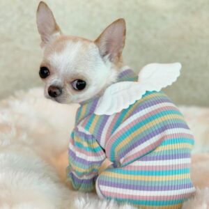 29 Desert Dog Breeds That Can Survive Global Warming - The Goody Pet