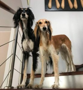 29 Desert Dog Breeds That Can Survive Global Warming - The Goody Pet