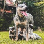 29 Desert Dog Breeds That Can Survive Global Warming - The Goody Pet