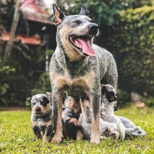 29 Desert Dog Breeds That Can Survive Global Warming - The Goody Pet