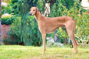 29 Desert Dog Breeds That Can Survive Global Warming - The Goody Pet