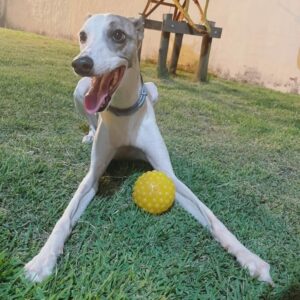 29 Desert Dog Breeds That Can Survive Global Warming - The Goody Pet