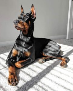 29 Desert Dog Breeds That Can Survive Global Warming - The Goody Pet