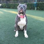 29 Desert Dog Breeds That Can Survive Global Warming - The Goody Pet