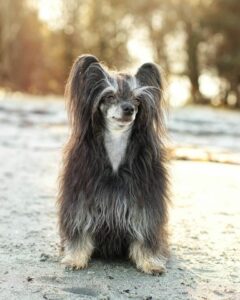 29 Desert Dog Breeds That Can Survive Global Warming - The Goody Pet