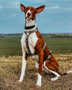 29 Desert Dog Breeds That Can Survive Global Warming - The Goody Pet