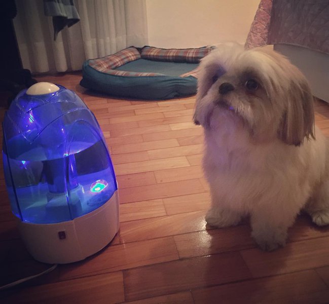 7 Methods To Treat Dry Skin On Dogs Effectively - The Goody Pet