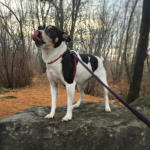 29 Desert Dog Breeds That Can Survive Global Warming - The Goody Pet