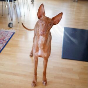 29 Desert Dog Breeds That Can Survive Global Warming - The Goody Pet